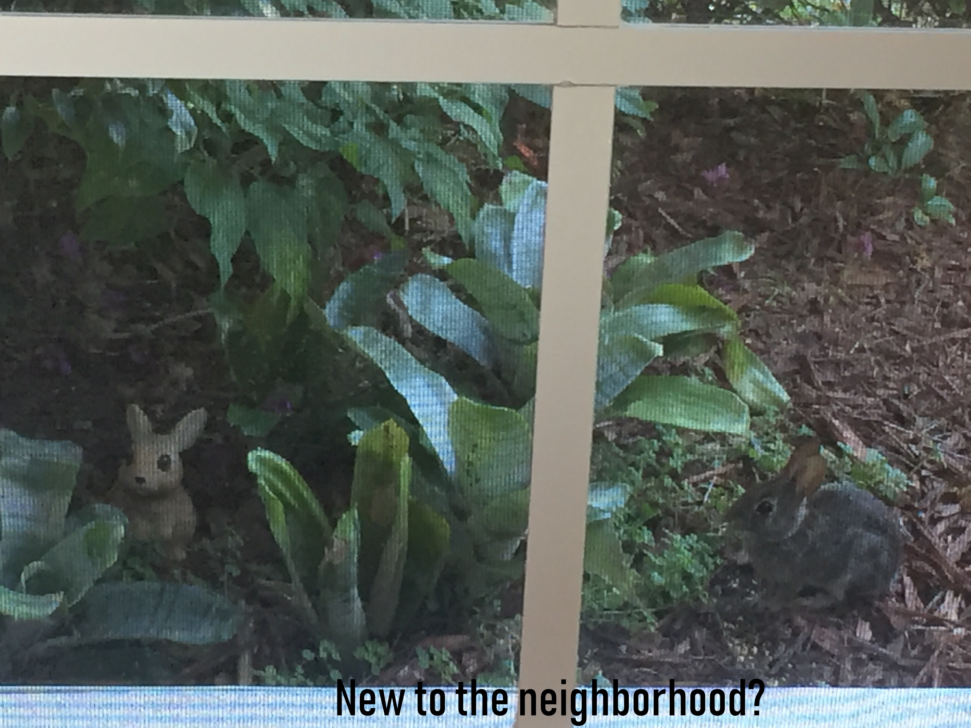 Shareable Memes – Kathryne Leach