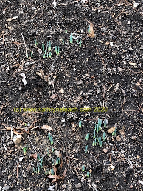 Flower Bulbs, Light Bulbs & False Spring – Kathryne Leach