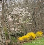 NC Spring- Some Joy as You Stay Home – Kathryne Leach